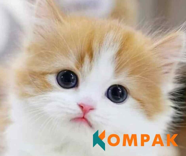 1000 Saran Nama Kucing Aesthetic, Lucu, Unik Bagus Untuk (Jantan & Betina) (Laki-Laki ...